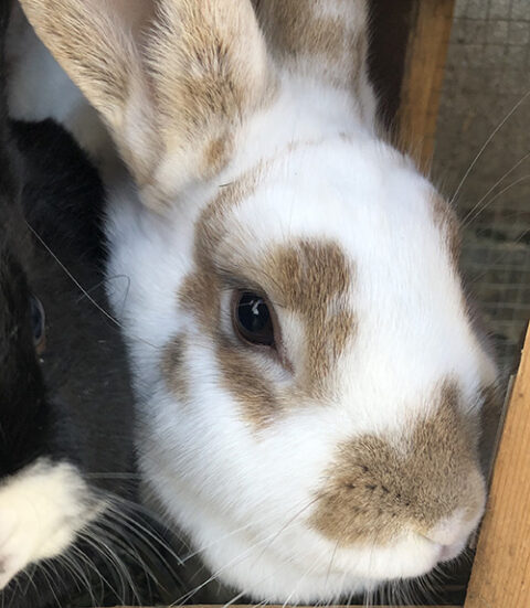 Our Animals | Freedom Farm Animal Sanctuary