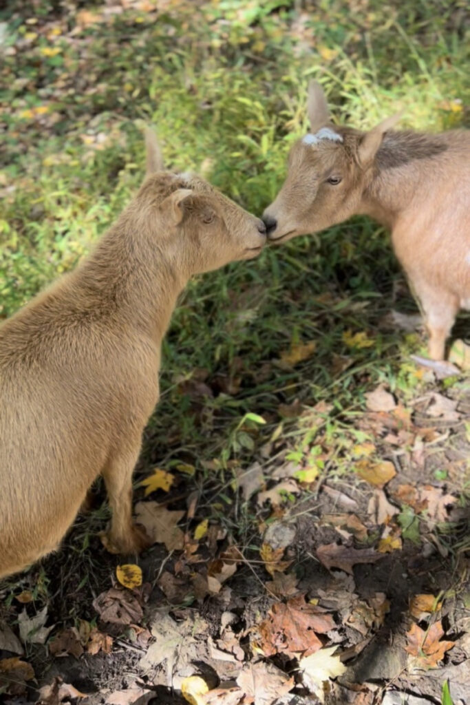 Loving Friendships | Freedom Farm Animal Sanctuary