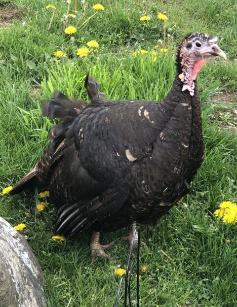The Truth About Turkeys: Sentient, Affectionate, and Under Threat ...