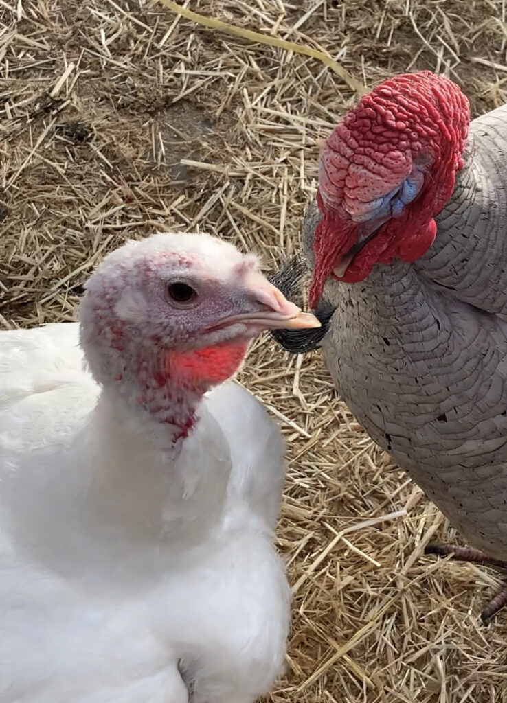 The Truth About Turkeys: Sentient, Affectionate, and Under Threat ...